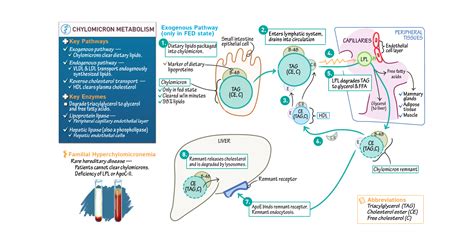 Chylomicrons