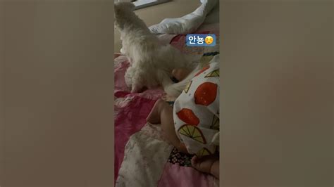 강아지와 아기 친해지는 중 😚 애개육아 꼬물이 신생아 Youtube