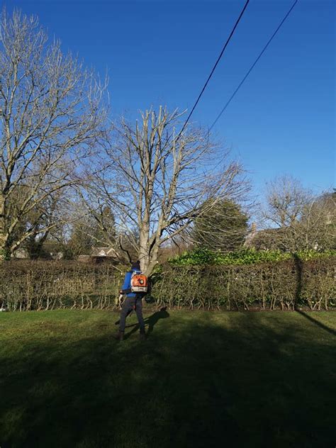 Crown Thinning Tree Surgery Cotswold Trees Tree Surgery In Cirencester