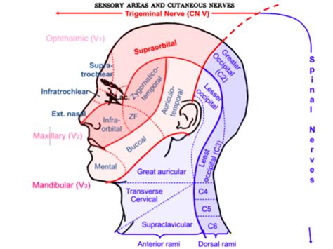 Neuro Block 3 Trigeminal Pathways Dr Lambert Flashcards Quizlet