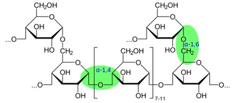 Difference Between Amylopectin And Glycogen Compare The Difference