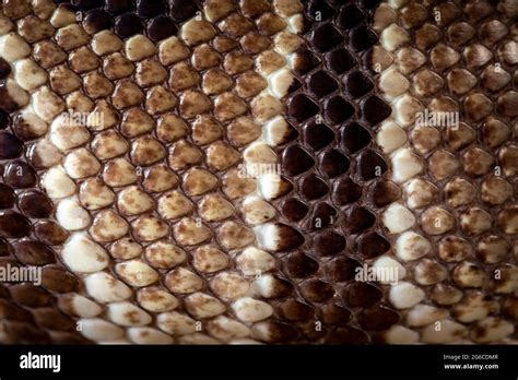 Royal Python Python Regius Studio Photography Stock Photo Alamy