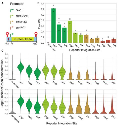 Genetic Context Affects Gene Expression From Strong And Weak Promoters Download Scientific