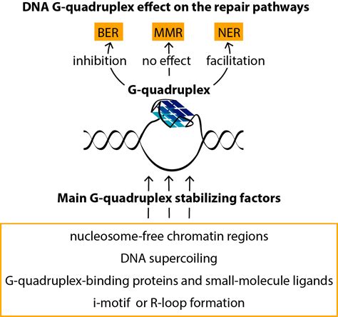 The Effect Of G4 Dna On Dna Repair Pathways Note How G4 Dna Stimulates