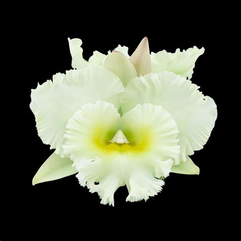 Cattleya Alliance Rlc Siam White The Best La Foresta Orchids