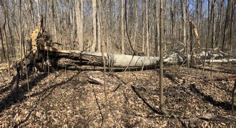 Tree Removal Trunk Rot Roots