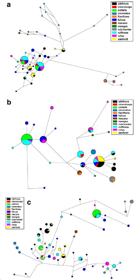 a c statistical parsimony haplotype networks each circle represents a