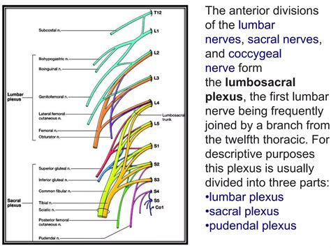 Lumbar Plexus Ppt