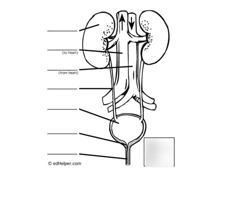 Urinary Sys Diagram Quizlet