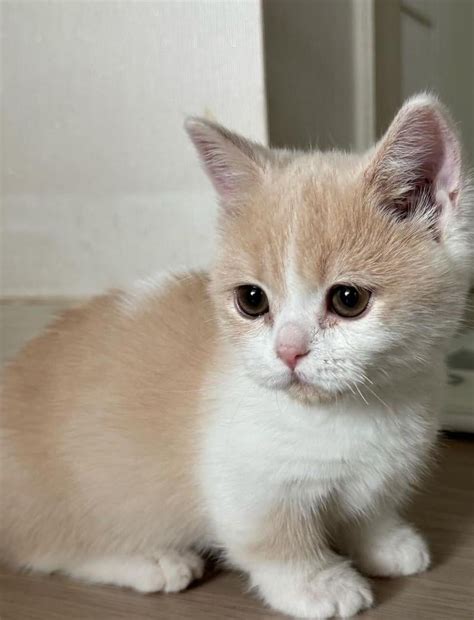 She Is Such A Cutie 😍 Rkittens