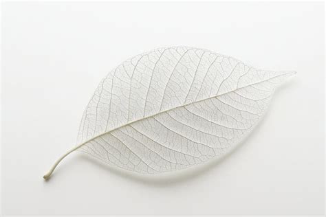 Delicate Skeletonized Leaf Against A White Background Stock