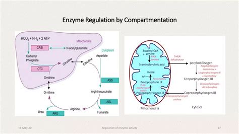 Enzyme Regulation Pdf