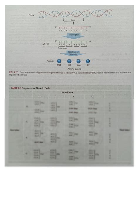 SOLUTION The Genetic Code Studypool