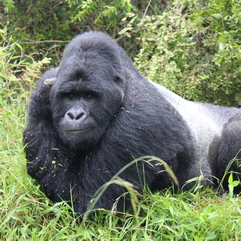 Silverback Gorilla Fun Facts Silverback Gorillas Gorilla Tours