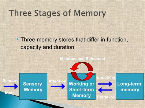 Memory And Forgetting Ppt Data Storage And Warehousing Computing