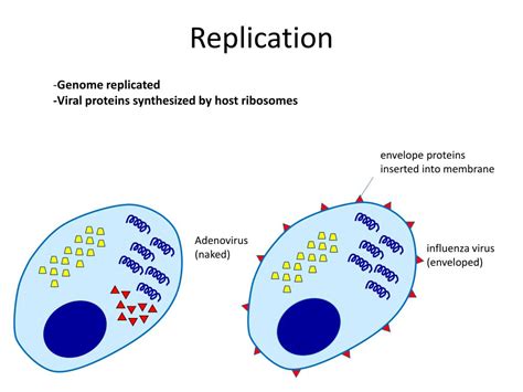 Ppt Polio Powerpoint Presentation Free Download Id 2045111