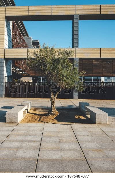 Tree Growing Concrete Over Royalty Free Licensable Stock Photos Shutterstock