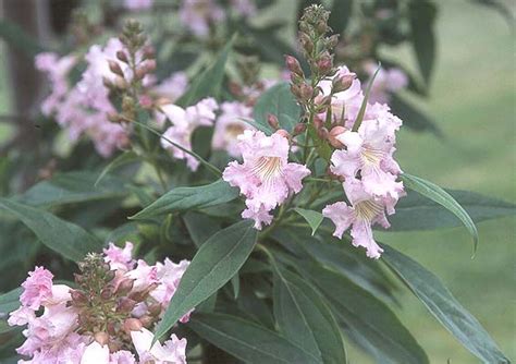 Chitalpa Tashkentensis Pink Dawn Landscape Plants Oregon State