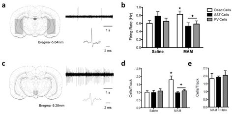 Stem Cell Derived Interneuron Transplants As A Treatment For Schizophrenia Preclinical