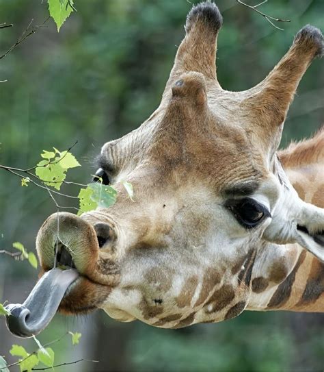 Tongue Out Animal Giraffe Like Animals Pictures Giraffe With Tongue