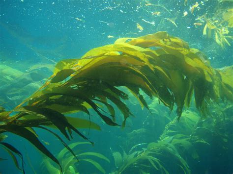 2 Kelp Encyclopedia Of Puget Sound