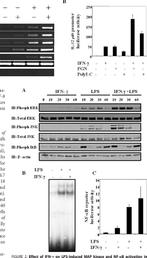 Figure 2 From Irf 8 Interferon Ifn Consensus Sequence Binding Protein Is Involved In Toll Like