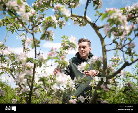 Pruning Babe Apple Tree High Resolution Stock Photography And Images Alamy