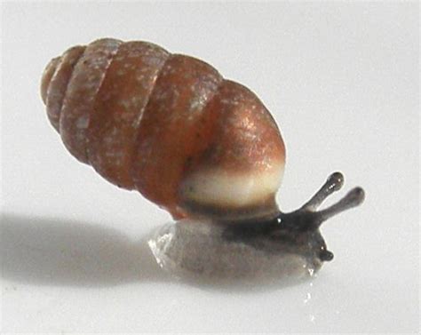 Pupilla Alchetron The Free Social Encyclopedia