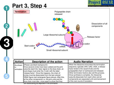 Ppt Structure And Functions Of Rna Powerpoint Presentation Free Download Id 5753919