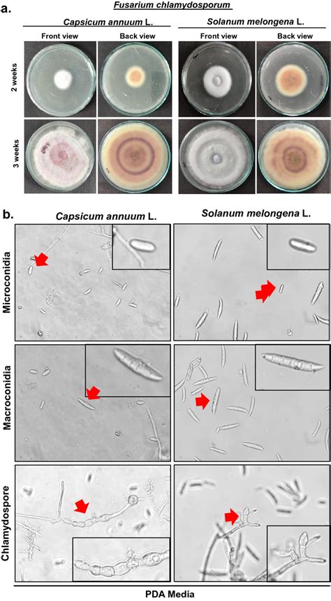 A Morpho Cultural Characteristics Of Fusarium Clamydosporum Isolated Download Scientific