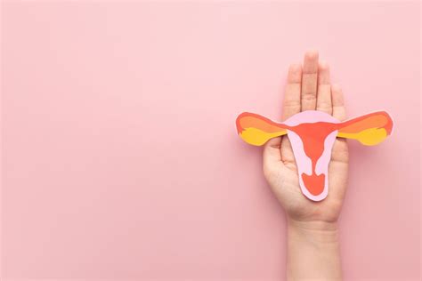 Uterus Structure Function Diseases Usz