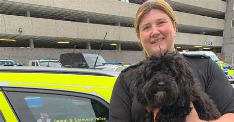 Luna The Cockapoo Missing From London Found After Being Sold In