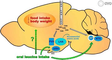 Leucine L Leucine Function Foods High In Leucine Benefits