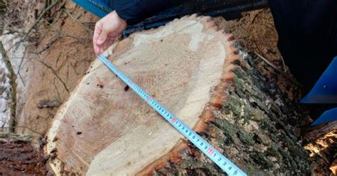 Прокурор Столітній про незаконну вирубку дерев на Полтавщині «Попередження закінчилися