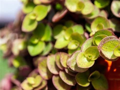 A Unique Green Pattern Of Small Leaves In Macro Focus Creates A Mesmerizing Visual Effect Of