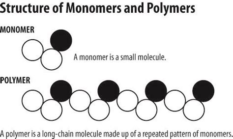 What Are The Monomer Building Blocks Of Dna ElysekruwTyler