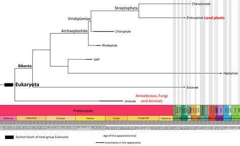 Land Plant Phylogenetic Tree