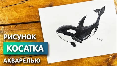 Как нарисовать касатку карандашом и акварелью начинающим Рисунок поэтапно и легко для детей