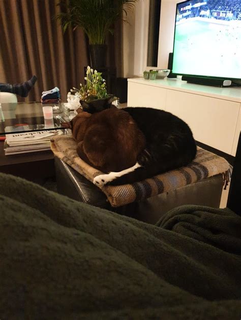 My Two Cats Snuggling R Aww