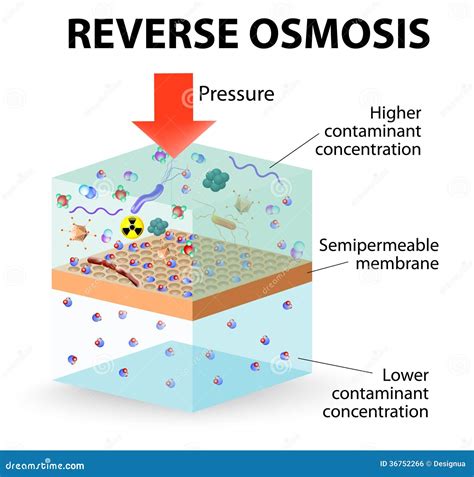 Reverse Osmosis Stock Vector Illustration Of Aqua Membrane 36752266