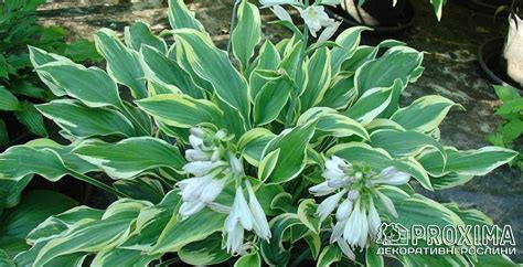 Хоста гибридная Шэнтилли Лэйс, Hosta hybrida Chantilly Lace купить ...