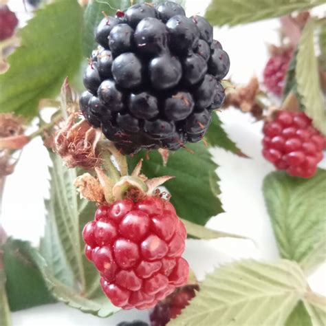 Rubus Fruticosus Mora Sin Espinas