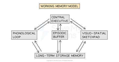 Working Memory Model Wmm Aqa As Psychology Revision Notes 2015