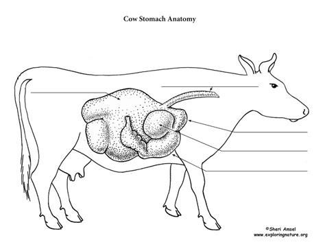 Digestive System Diseases In Cattle At Avis Smith Blog