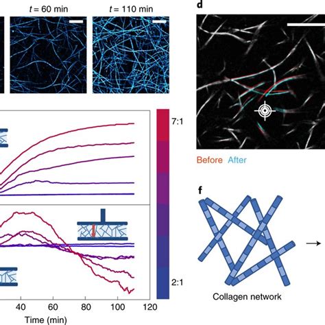 Composite Collagen Hyaluronan Networks As A Minimal Tissue Mimetic Download Scientific
