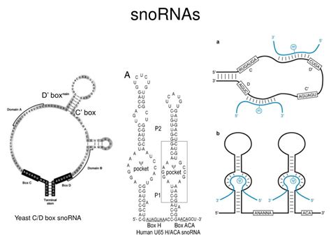 PPT Post Transcriptional RNA Modifications PowerPoint Presentation Free Download ID