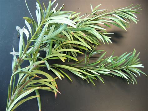 Phylum Coniferophyta Steve Leonelli Flickr