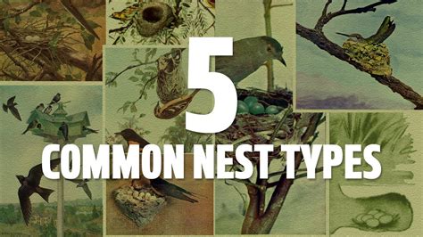 Types Of Nests Youtube