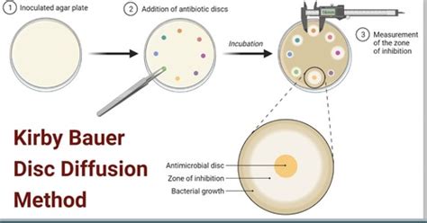 Anti Microbial Sensitivity Flashcards Quizlet