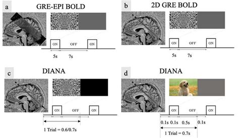 Slice Placement And Paradigm Designs For In Vivo Experiments A Download Scientific Diagram